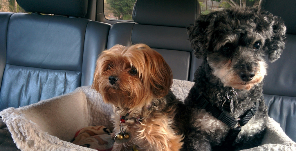 The Best Lease Cars for Dog Owners | Pet-friendly Cars | ZenAuto